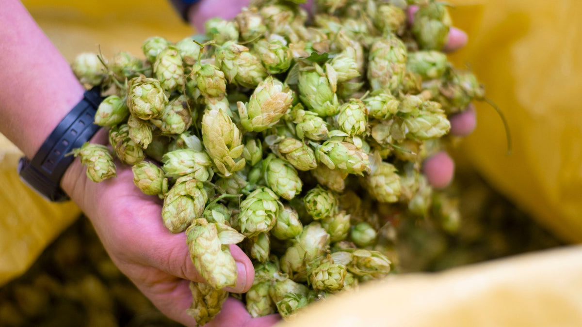 Fresh Hop – RoostersBrewingCo